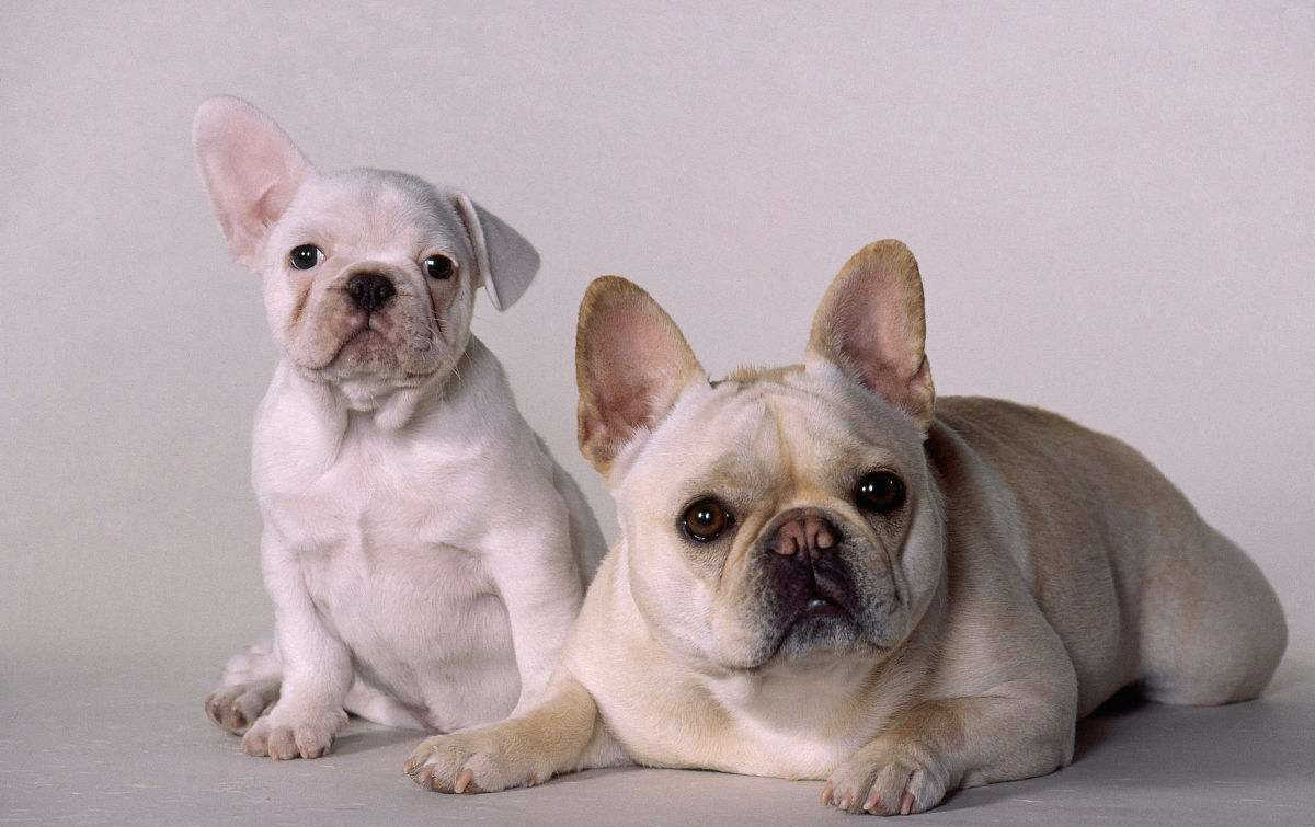 Frenchie Playground